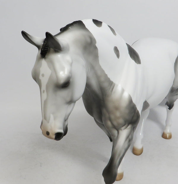 LUCIUS-LE-15 DAPPLE GREY PINTO IRISH DRAFT WHS 2018 - Stone Horses